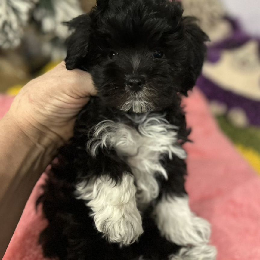 Мальтипу, щенок