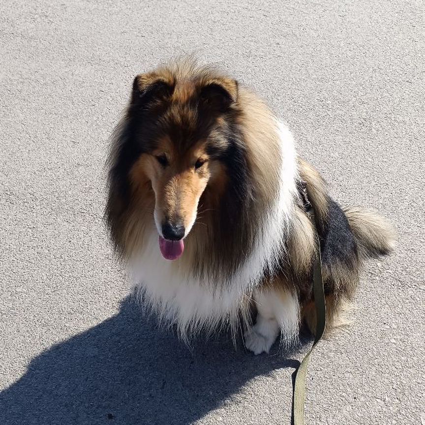 Колли длинношерстный вязь