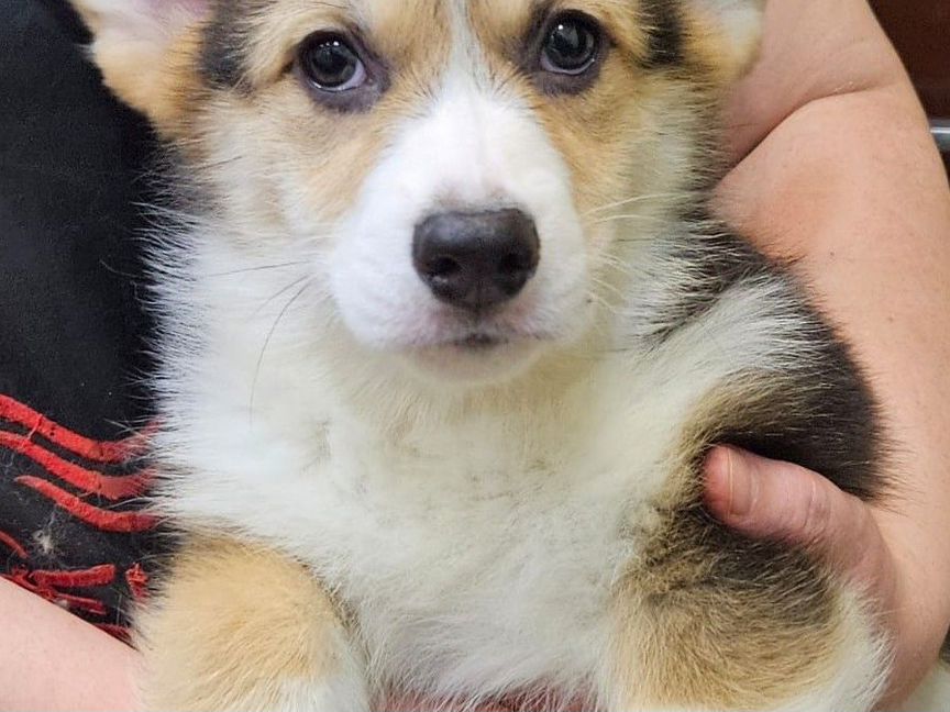 Мальчик и девочка вельш корги пемброк