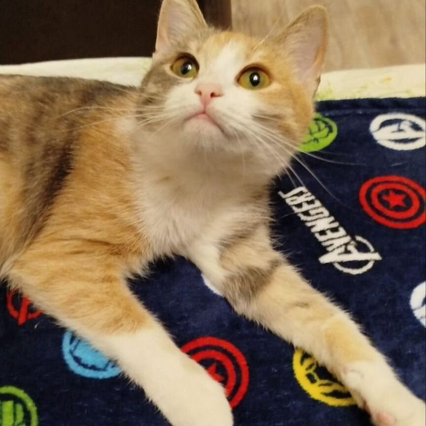 Котенок в хорошие руки