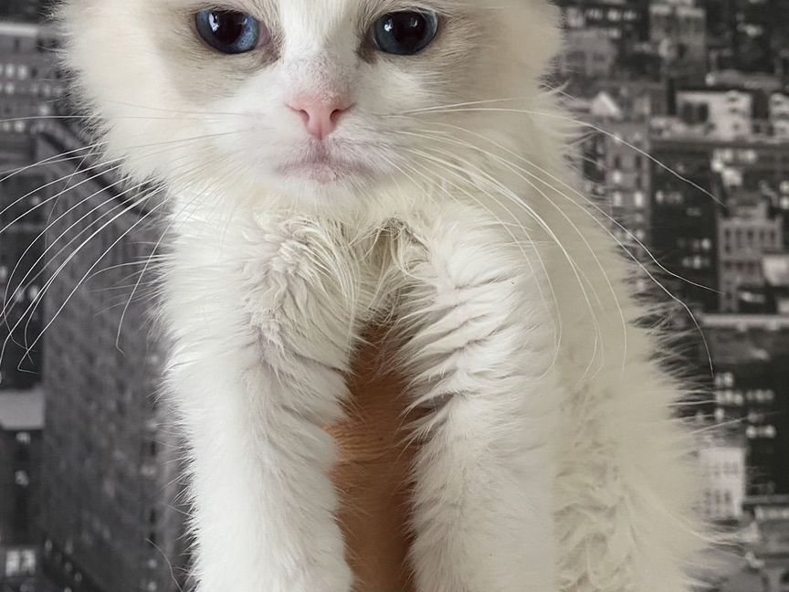 Котята Рэгдолл