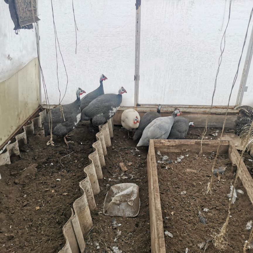 Цесарки птица