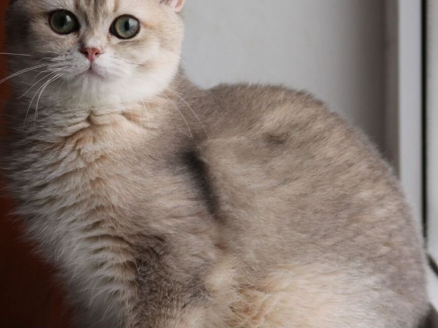Золотой котик