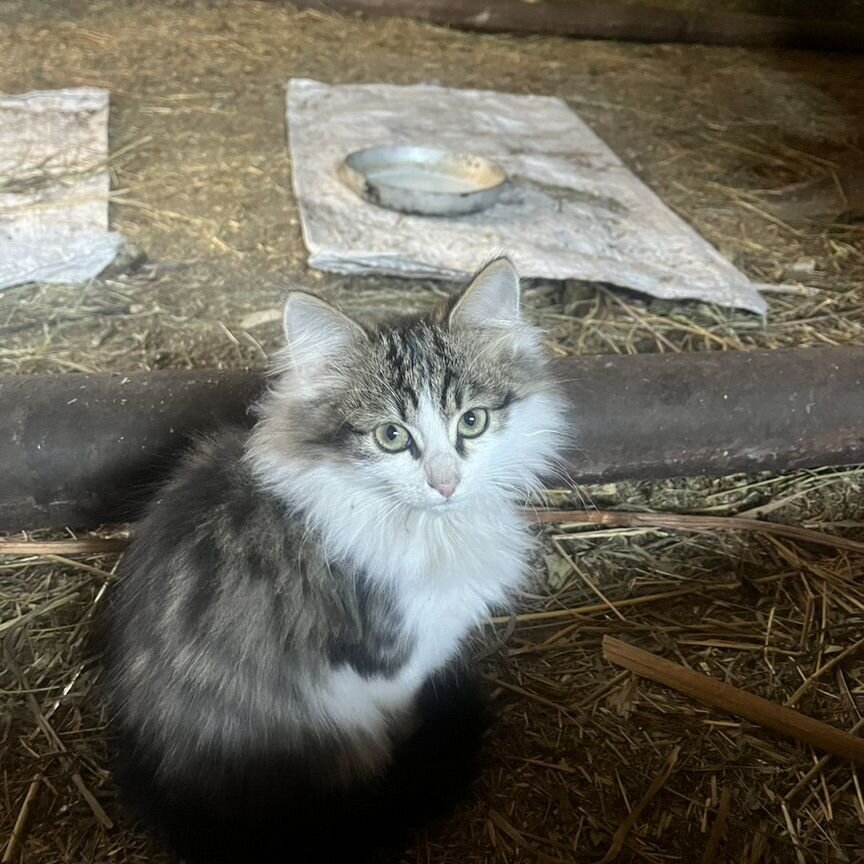 Котятки в добрые руки с лотком