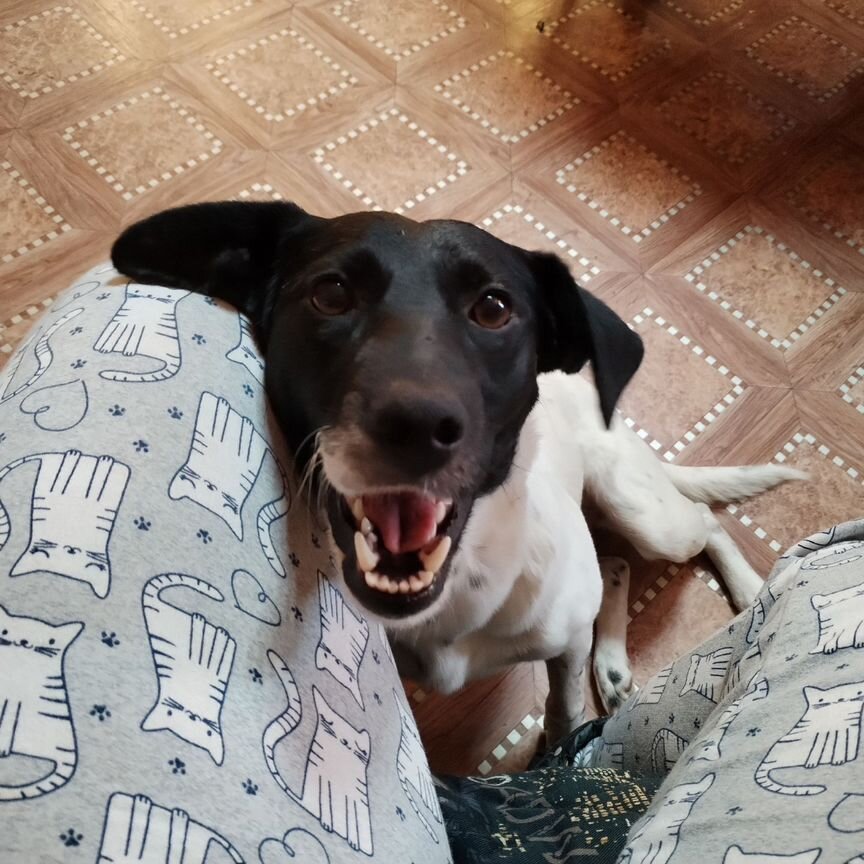 Взрослая собака в добрые руки