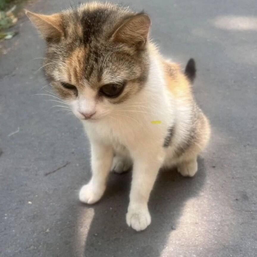 Кошечка в добрые руки