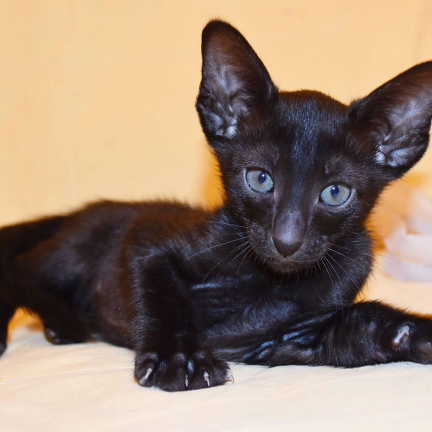 Ориентальные коты.Ориентальная киса