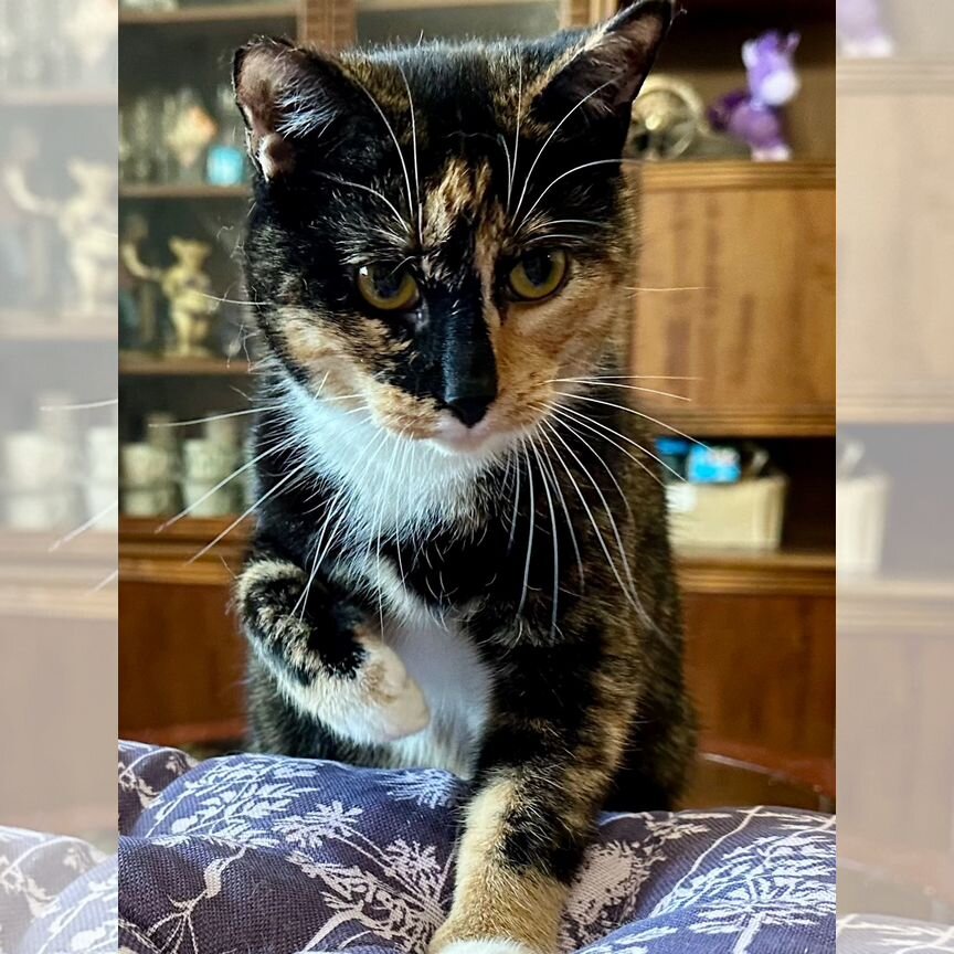 Веселая девчонка