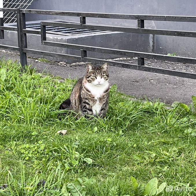 Найден кот кошка (потеряшка) приморский район