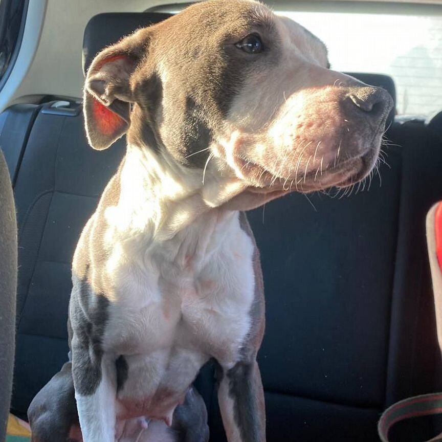 Американский стаффордширский терьер, взрослая собака