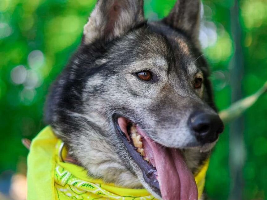 Собака из приюта в добрые руки