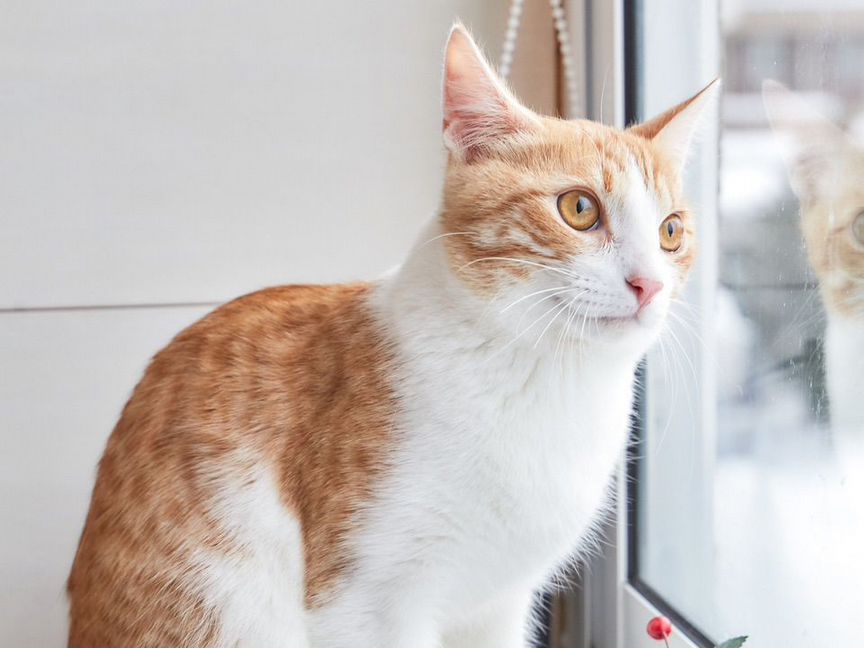 Котенок подросток ласковый