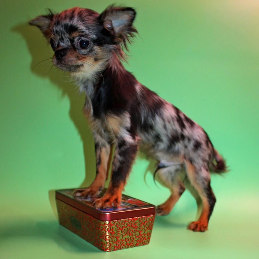 Чихуахуа, щенок