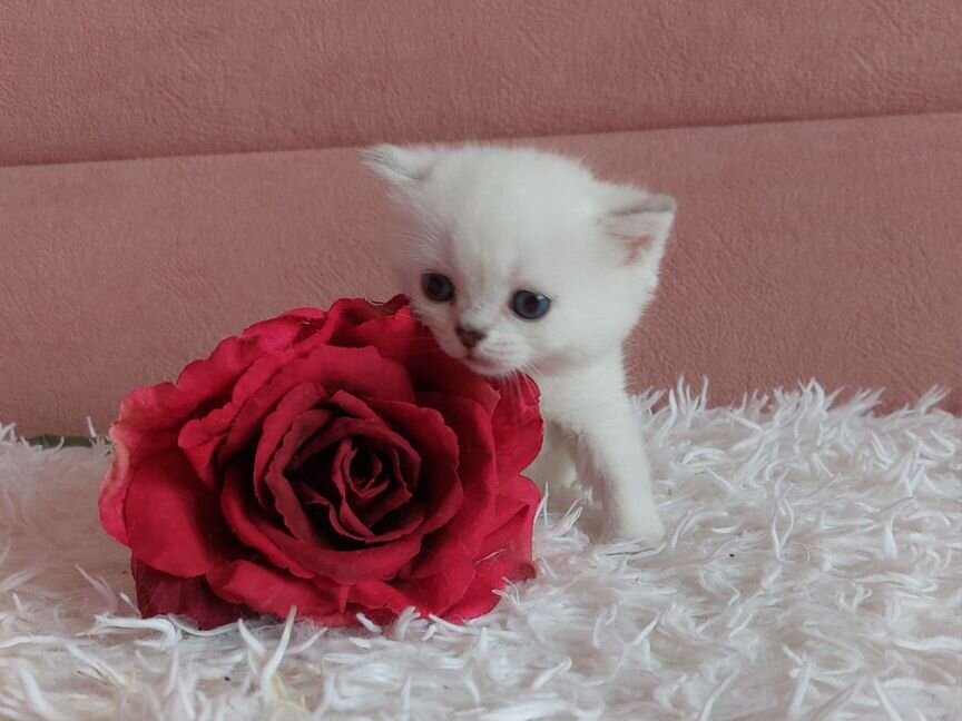 Шотландская серебристая шиншилла