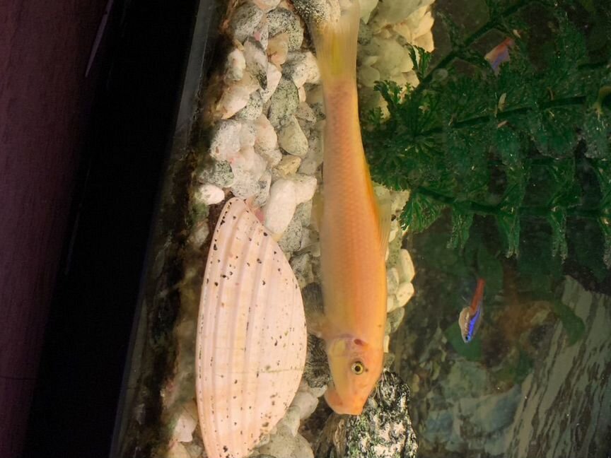 Гиринохейлус