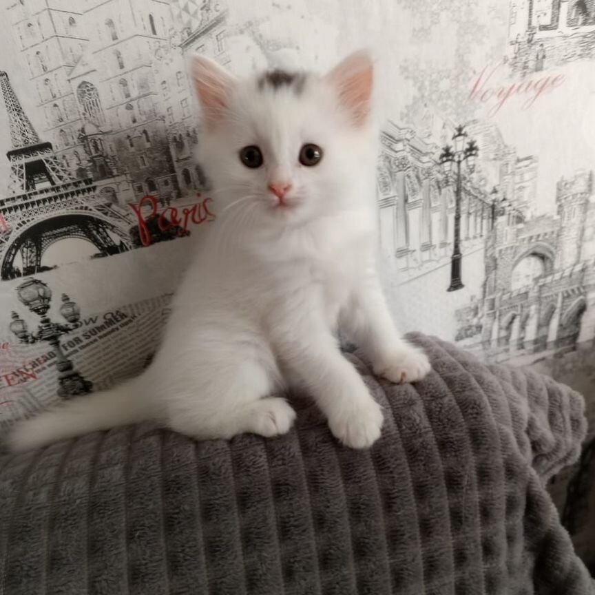Отдам котенка в добрые руки