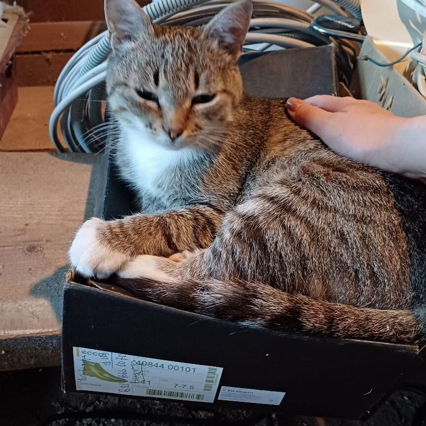 Кошки бесплатно