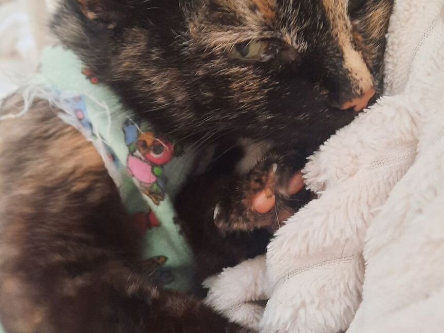 Самая ласковая кошечка