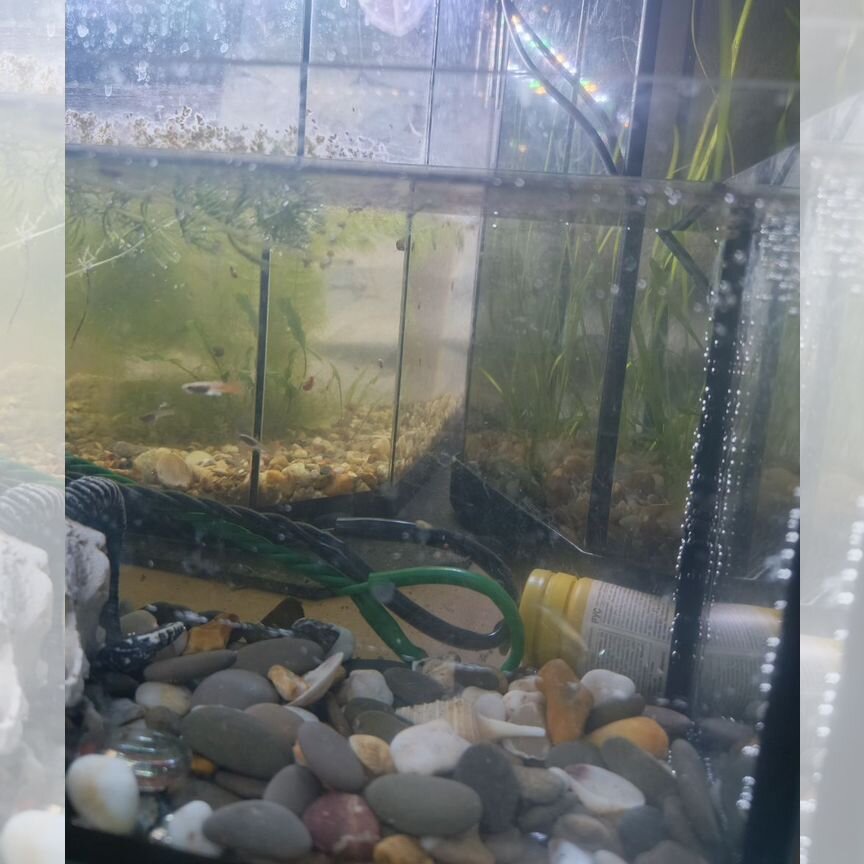 Рыбки гуппи