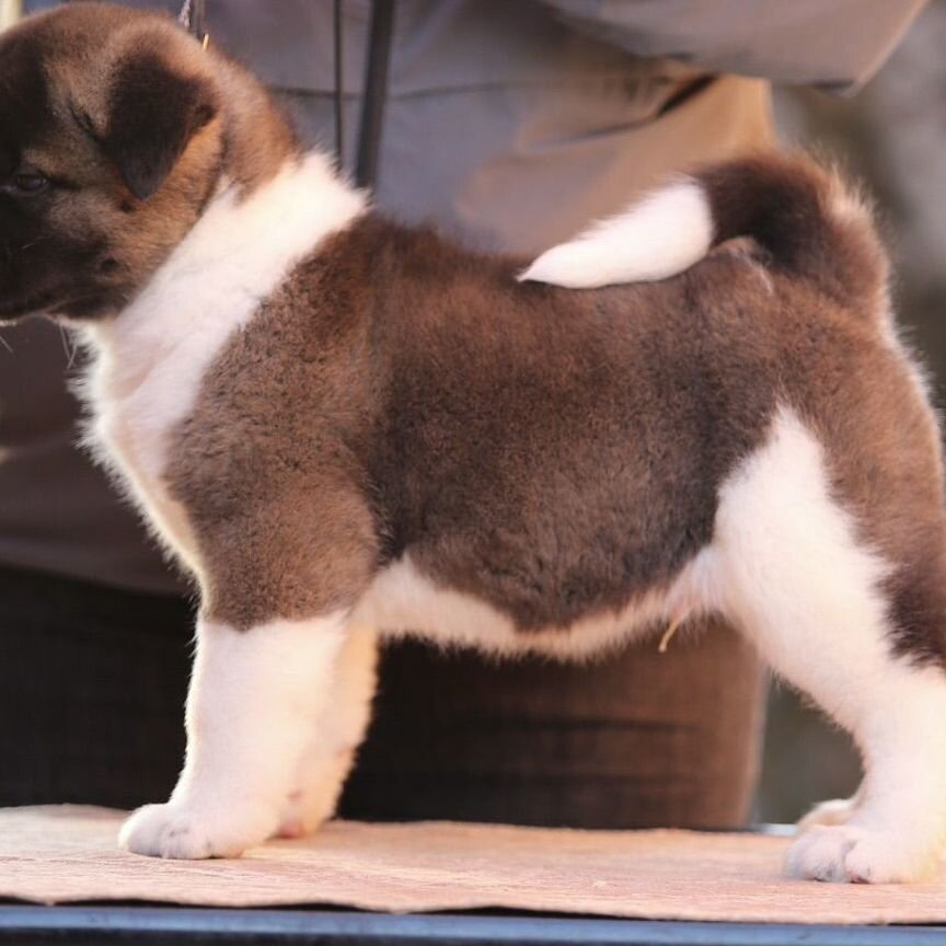 Американская акита, щенок