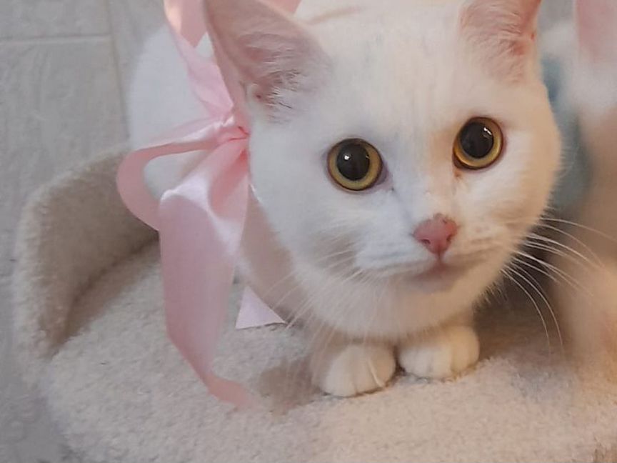 Кошка
