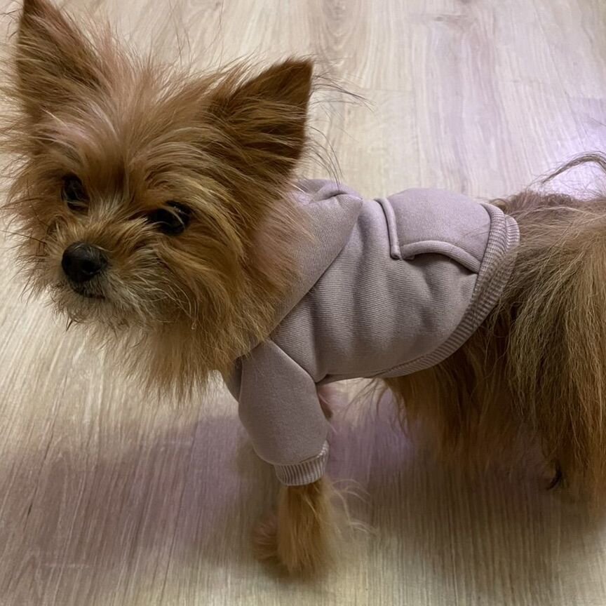 Толстовка для маленькой собаки