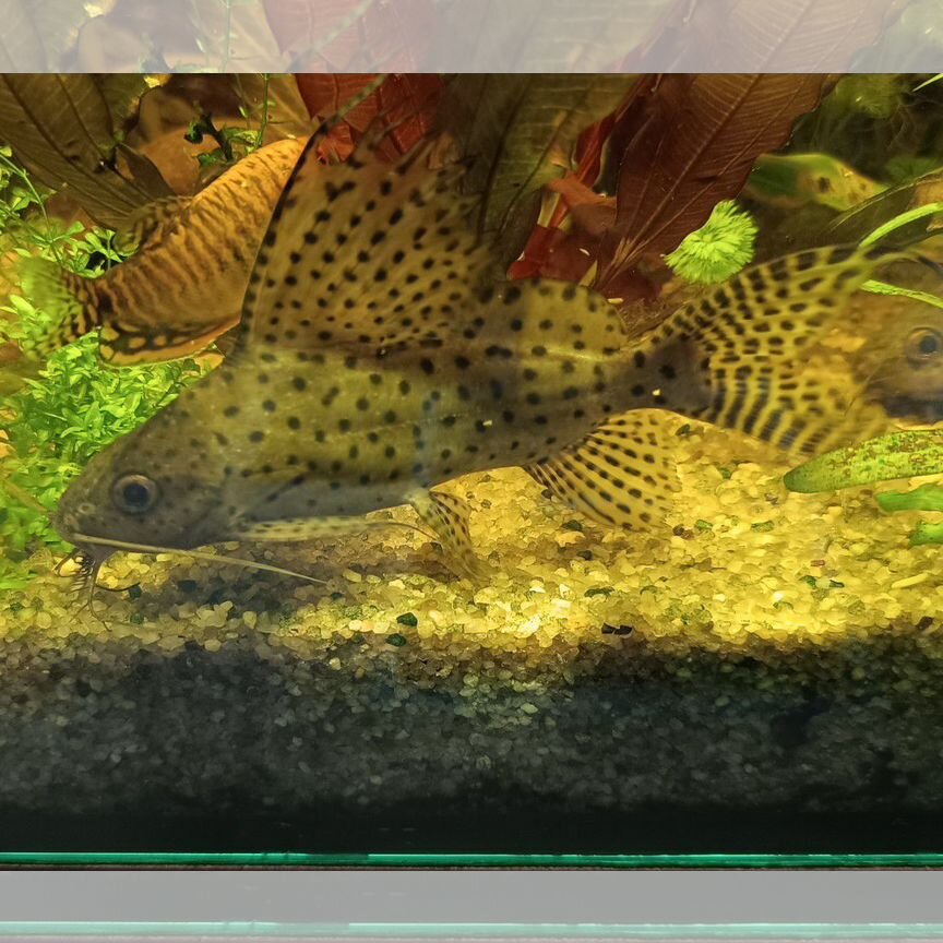 Сом синодонтис