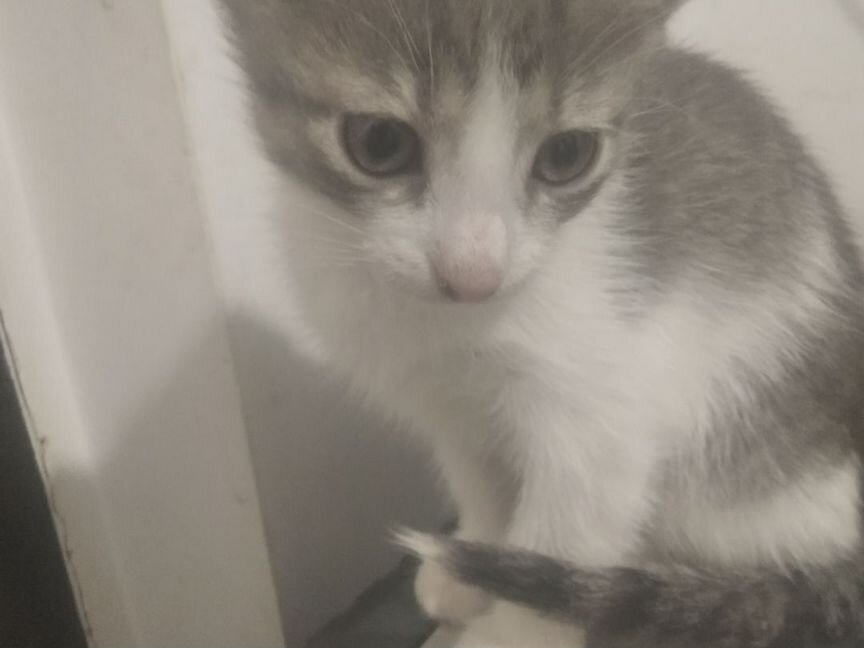 Кошка