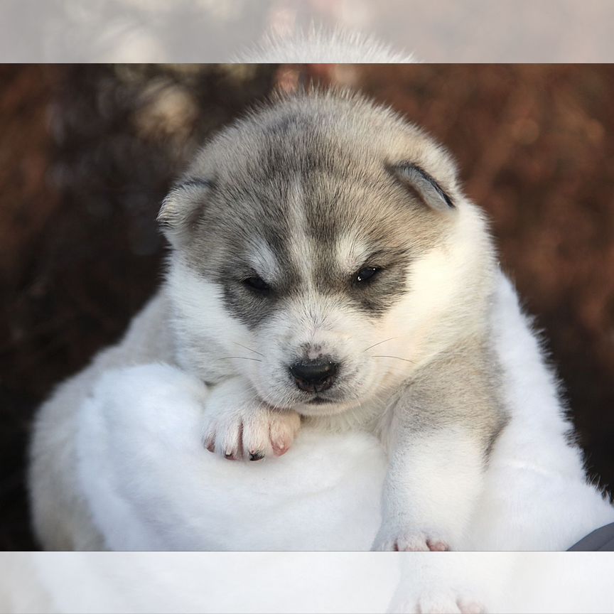 Сибирский хаски, щенок