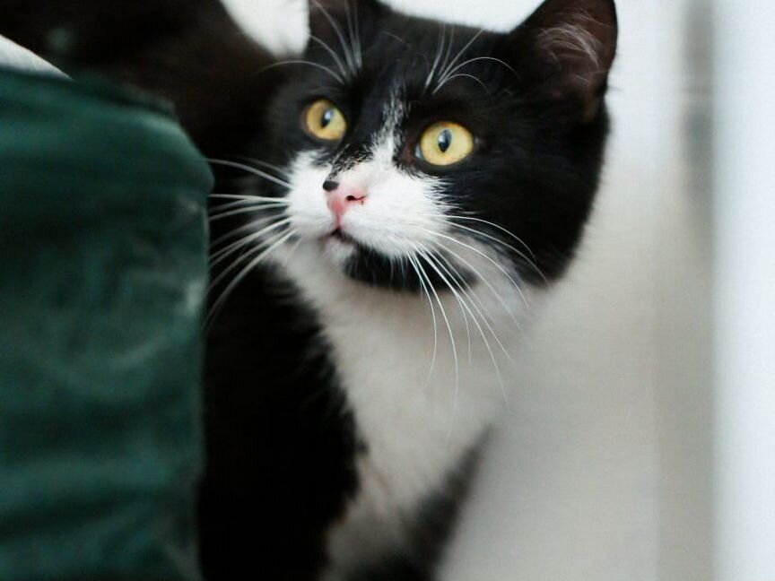 Молодой котенок ищет своих людей