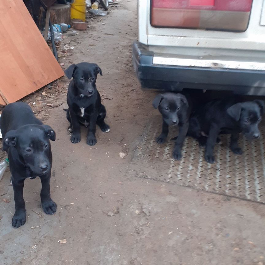 Щенки в беде