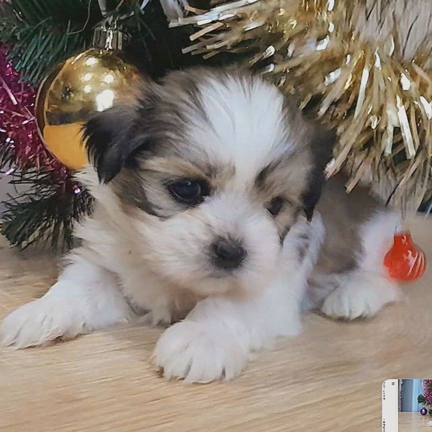 Девочка мальши