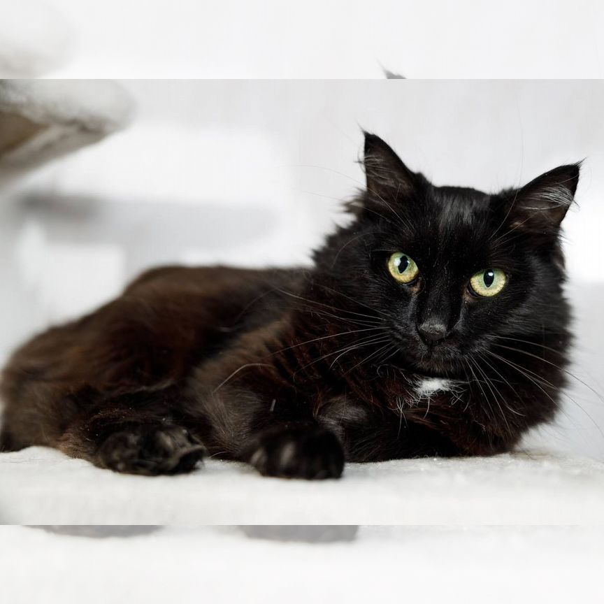 Взрослая кошка в добрые руки