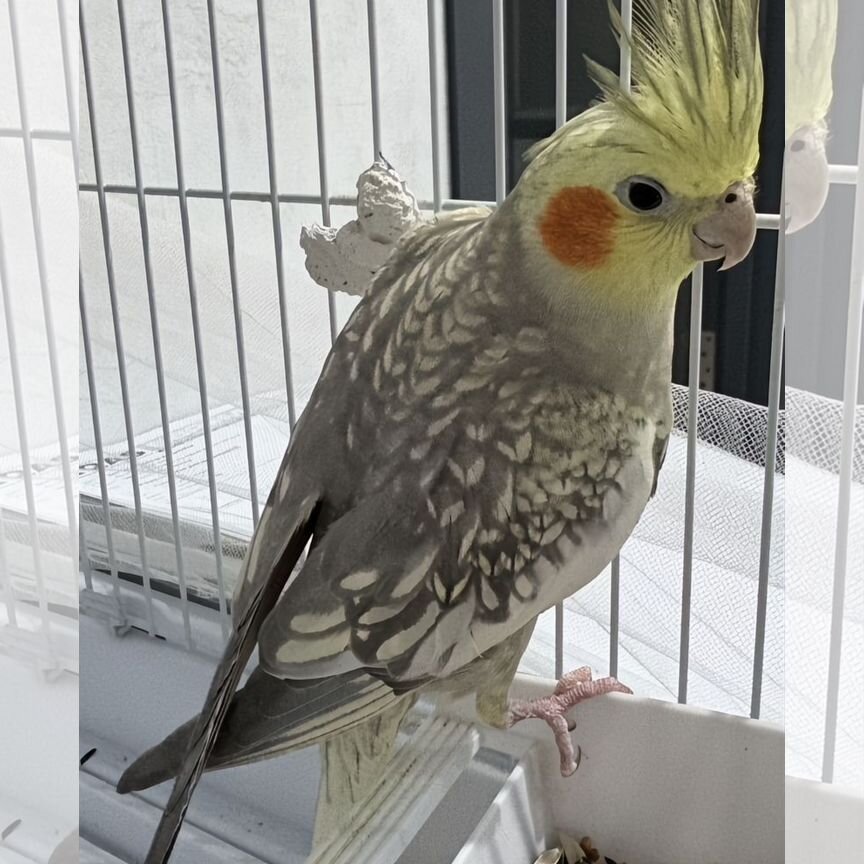 Попугай Корелла с клеткой