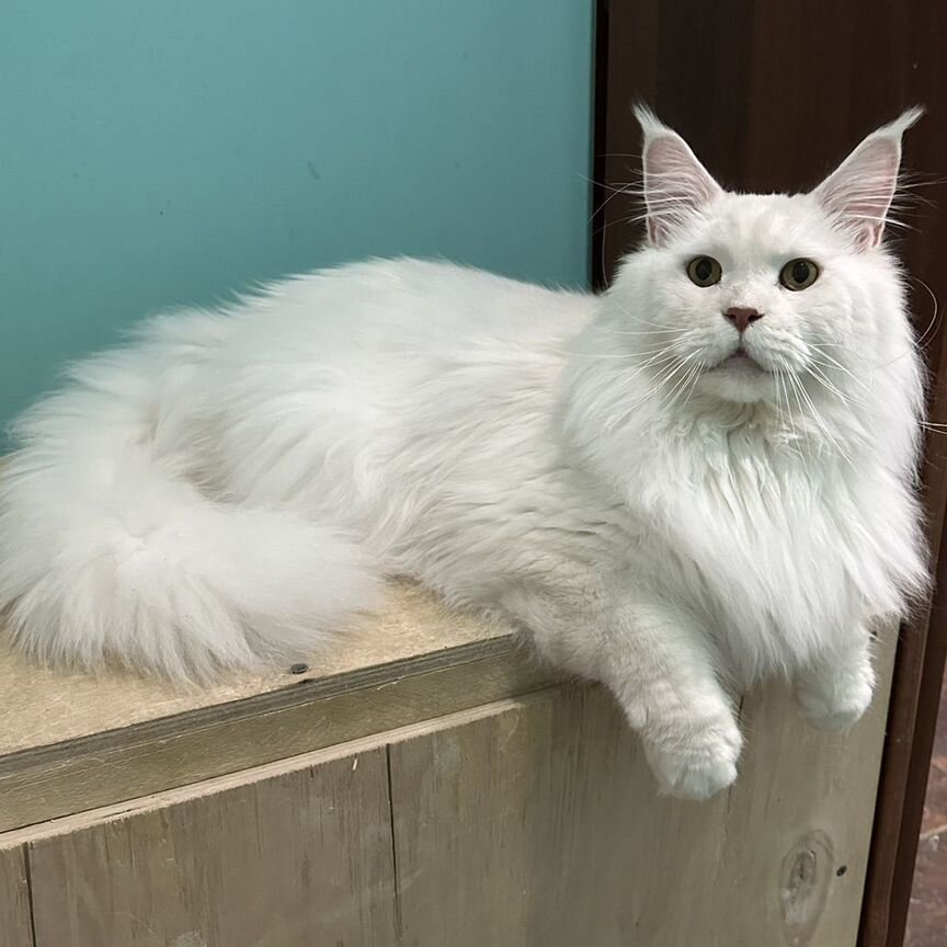 Кот мейн кун 3,5 года кастрированный