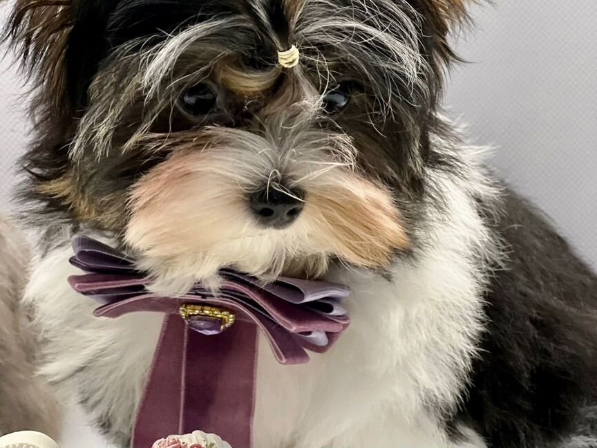 Бивер кукольные мини