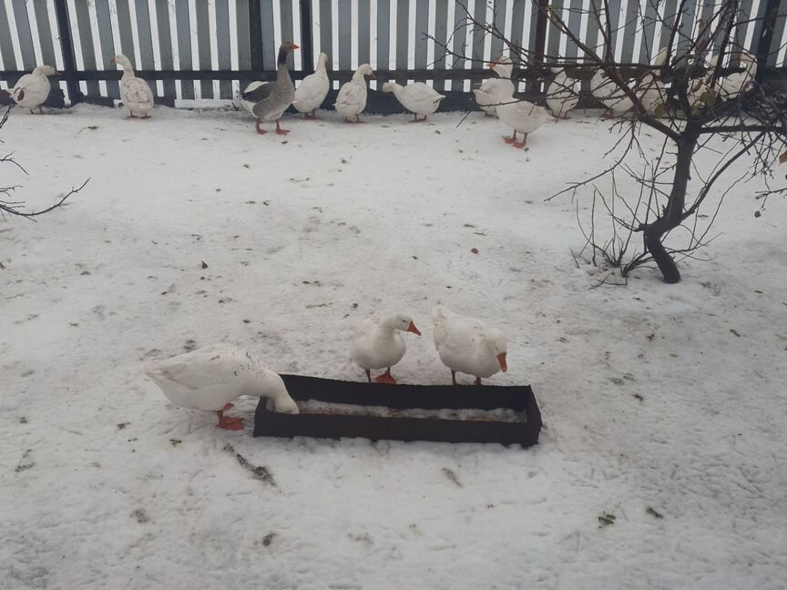 Гусь халяль