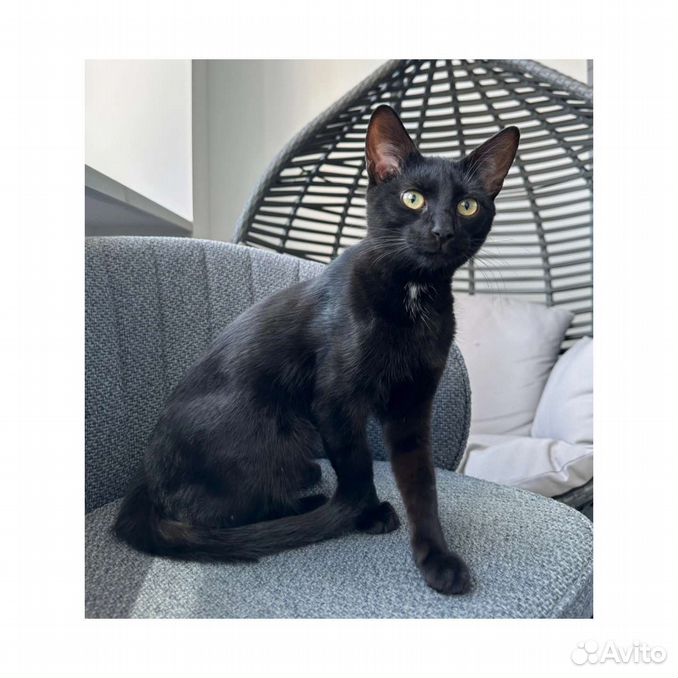Котенок 10 мес Император