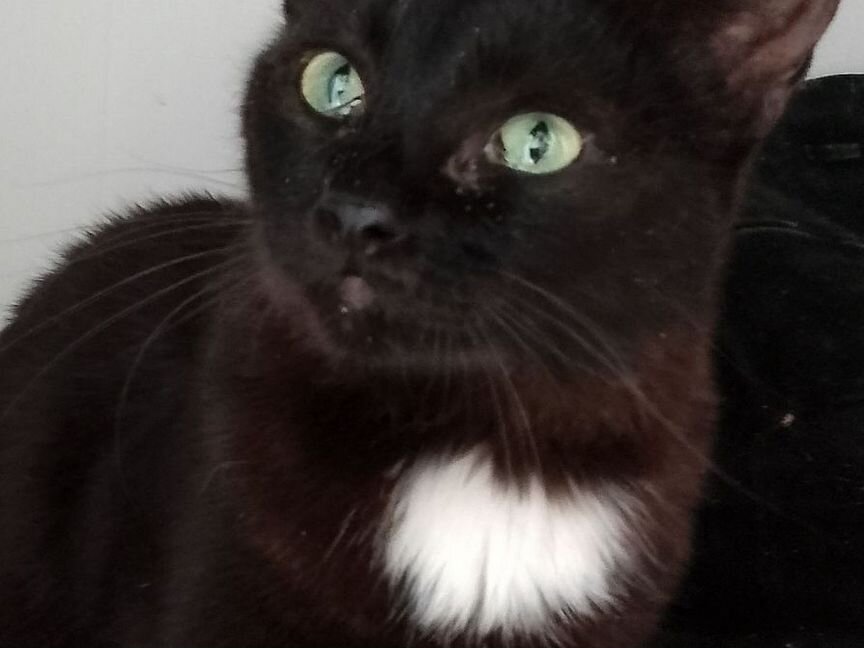 Кошка в добрые руки