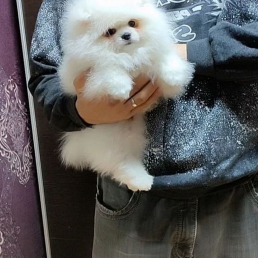 Померанский шпиц крови Кореи