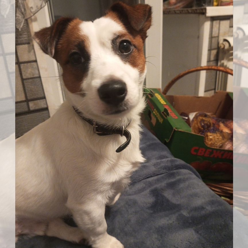 Джек рассел терьер