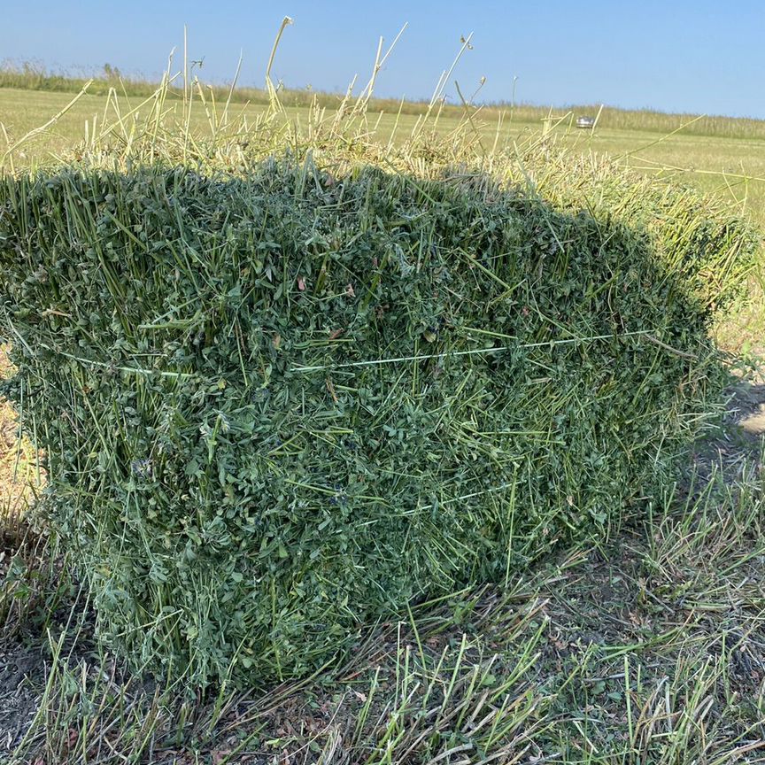 Сено в тюках