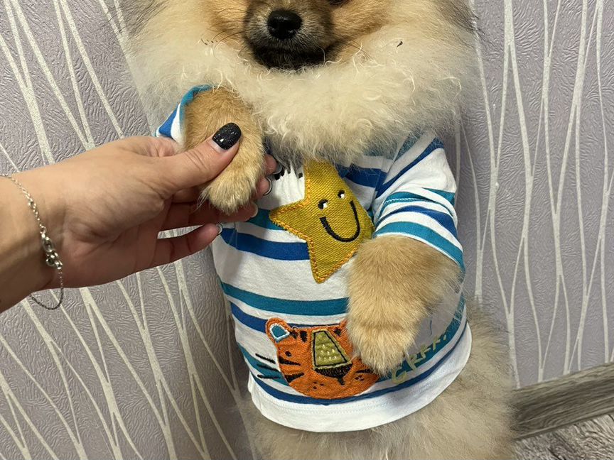 Шпиц вязка