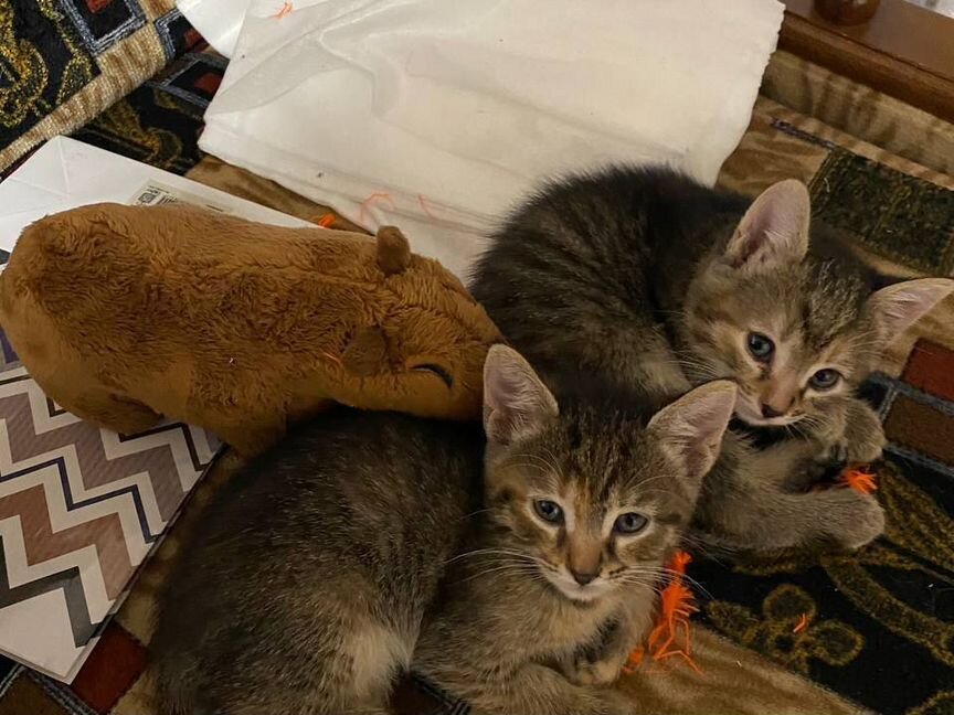 Котята в добрые руки