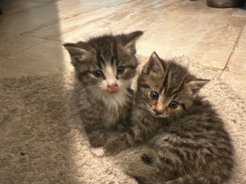 Котята в добрые руки