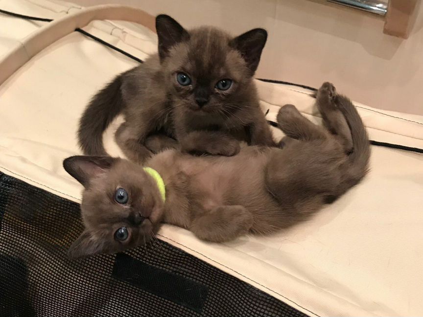 Бурманские котята