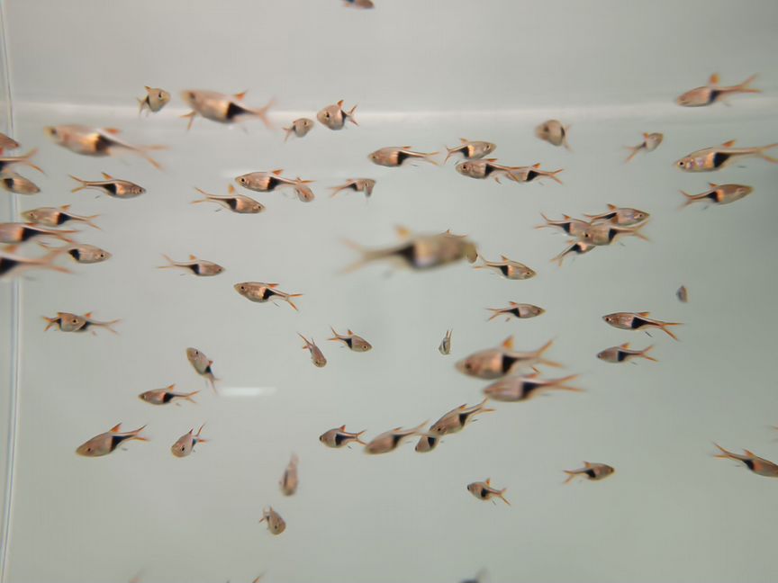 Расбора клинопятнистая