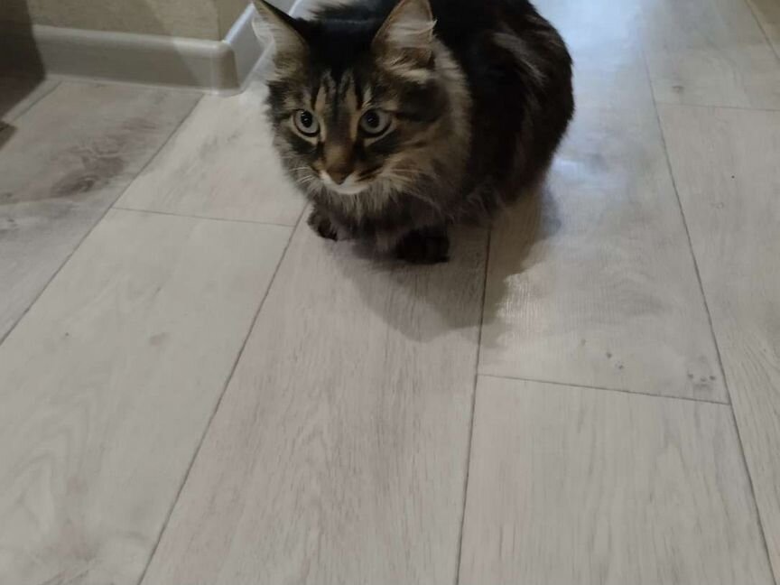 Отдам в хорошие руки кота