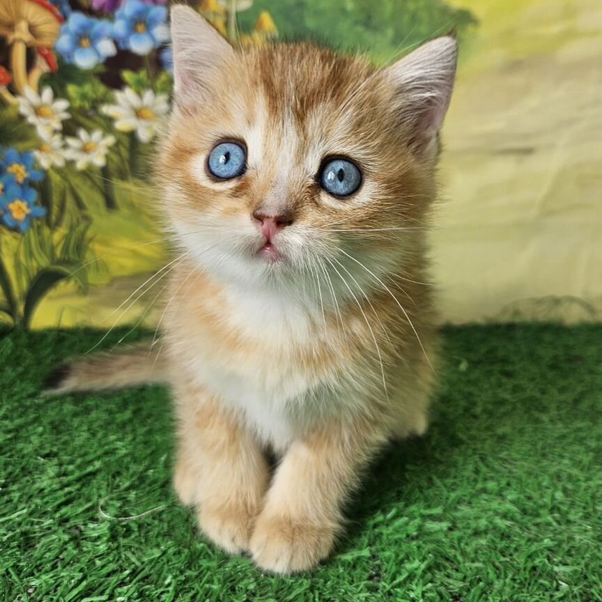 Манчкин котёнок
