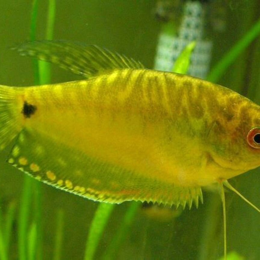 Гурами золотой аквариумная рыбка